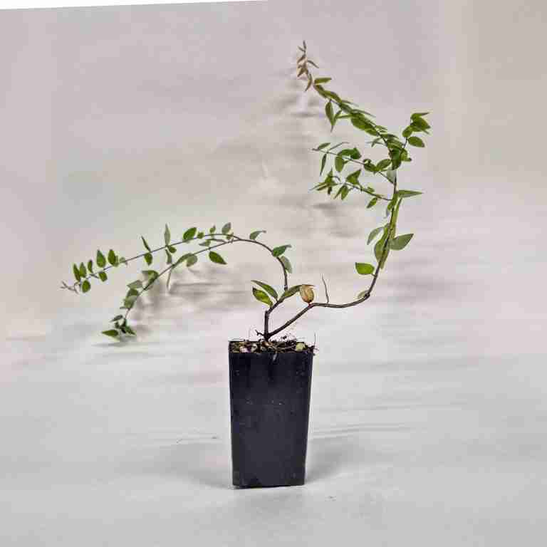 Midyim plant | Austromyrtrus dulcis - All Rare Herbs