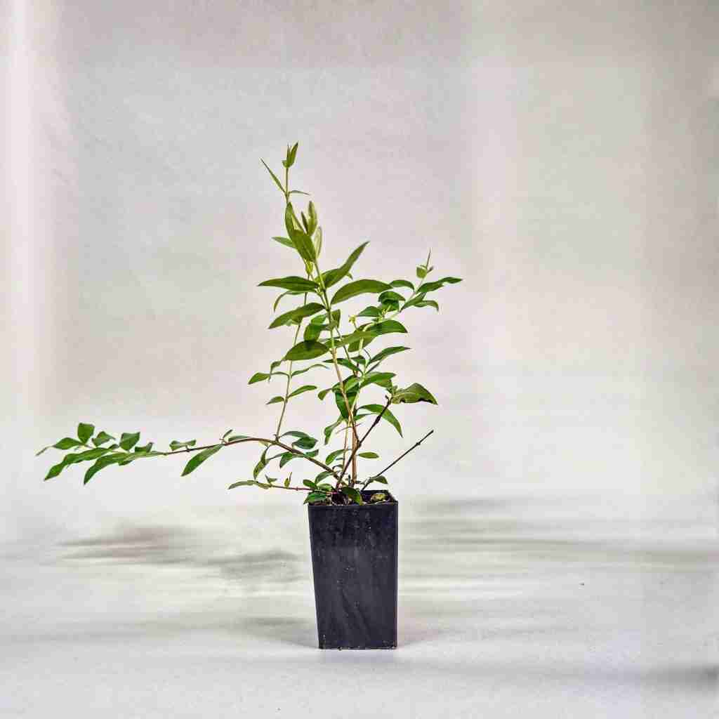 Culinary Myrtle plant | Myrtus communis - All Rare Herbs