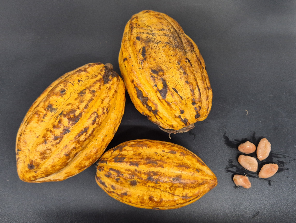 Cocoa fresh seed & pod (Theobroma cacao) | All Rare Herbs