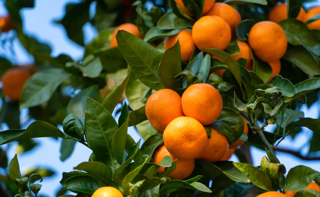 Mandarin Emperor tree (Citrus reticulata) - QLD Only, fruit tree | All ...