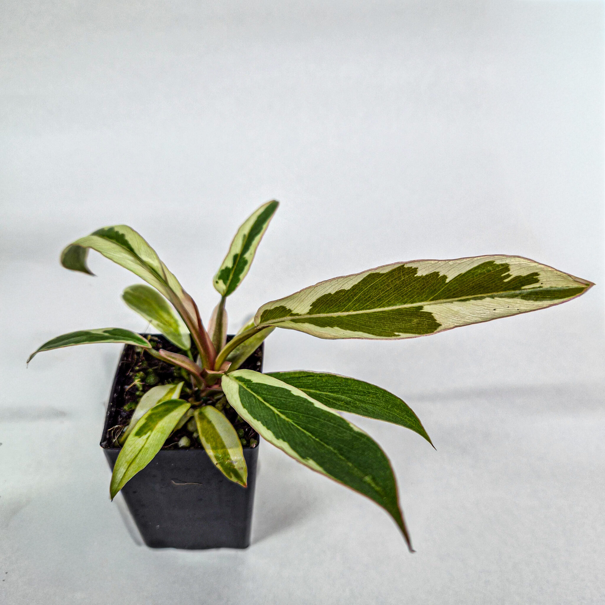 Philodendron erubescens ‘Caramel Marble’ Albo variegated | All Rare Herbs