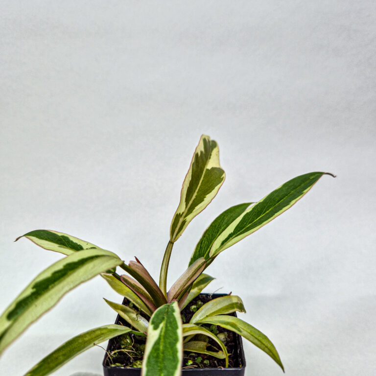 Philodendron erubescens ‘Caramel Marble’ Albo variegated | All Rare Herbs
