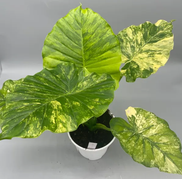 Monstera Thai Constellation Pro (high variegated) | All Rare Herbs