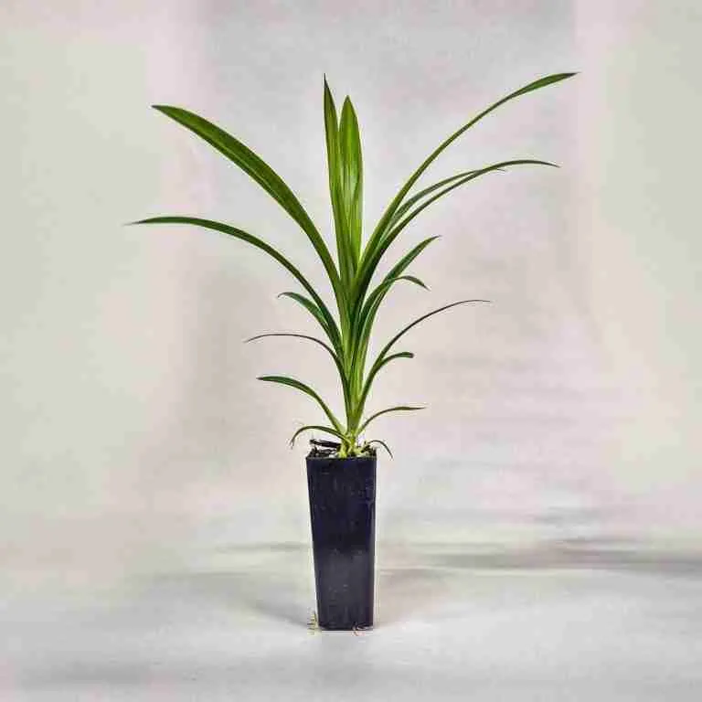 All Fruiting Plants & Trees Archives | Page 4 of 15 | All Rare Herbs