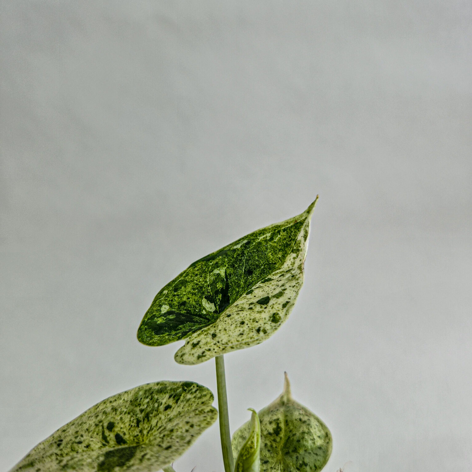 Alocasia baginda 'Dragon Scale Mint' | All Rare Herbs